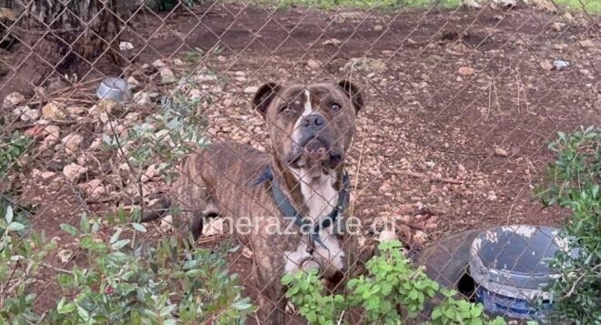 ΜΑΘΕΥΤΗΚΕ ΤΙ ΕΚΑΝΑΝ ΣΤΟ ΠΙΤΜΠΟΥΛ ΣΤΗ ΖΑΚΥΝΘΟ - Reporter Online